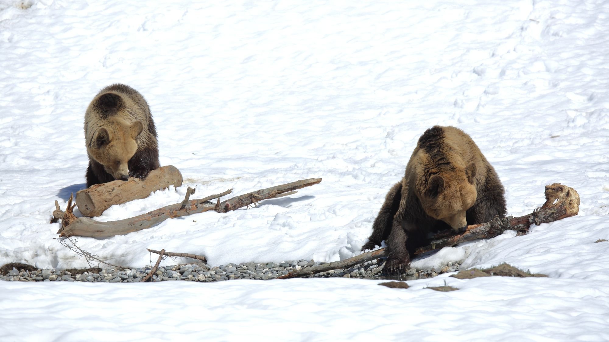 Meimo-Bär | Meimo AG