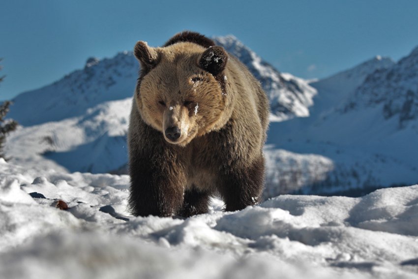 Meimo-Bär | Meimo AG